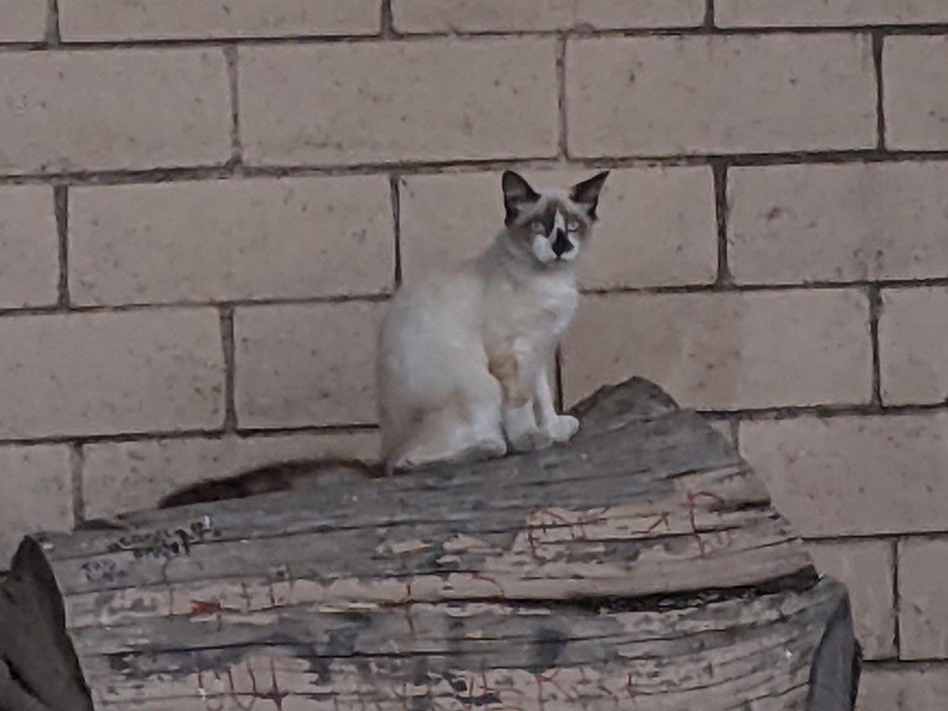 vi's profile - E-Pal